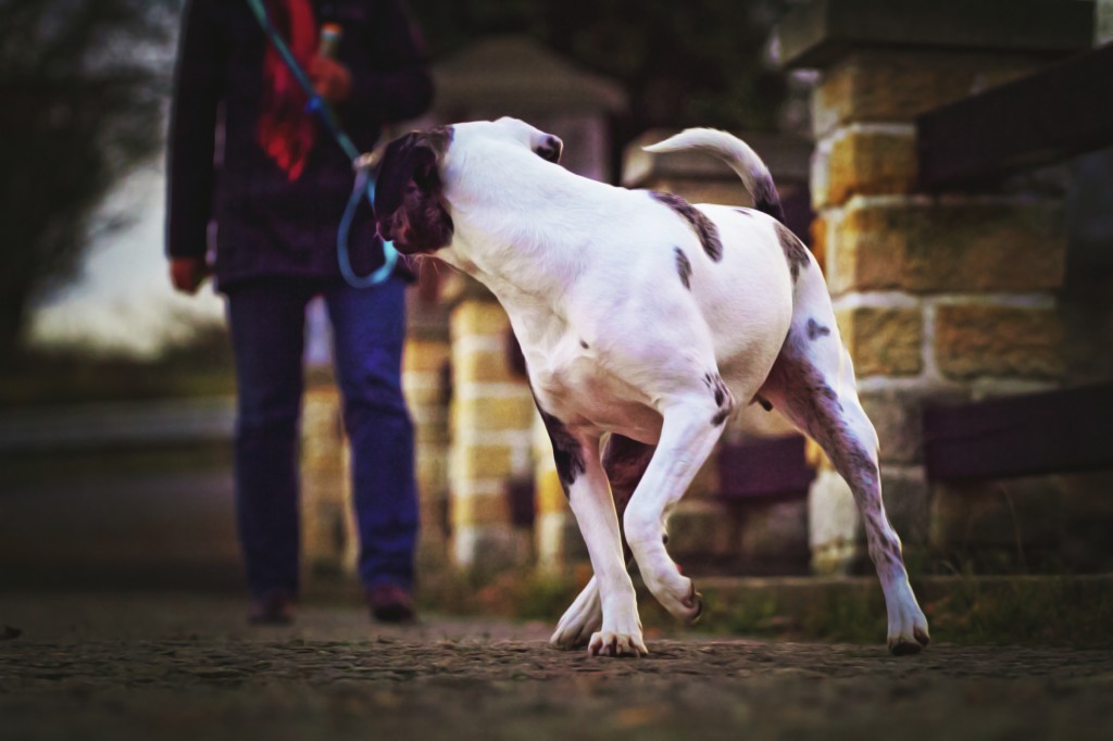 A Well Trained Dog Is A Happy Dog: Obedience Care At Lone Tree ...