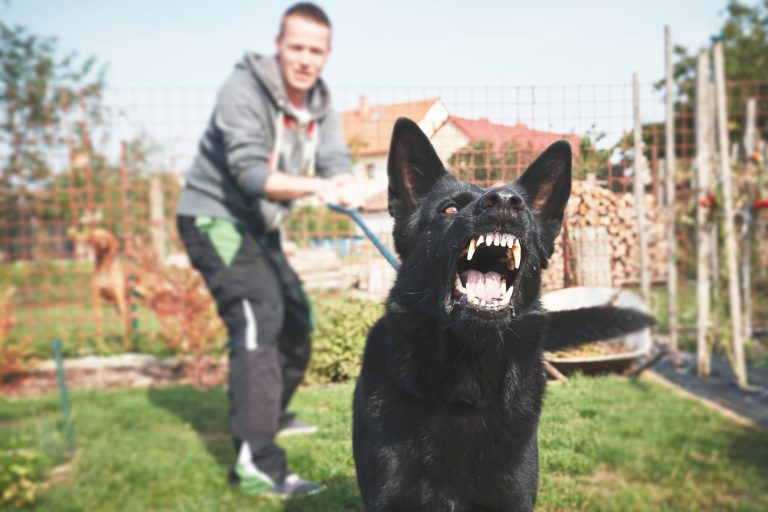 Every Rose Has Its Thorn: Dealing with Possessive Aggression in Pets