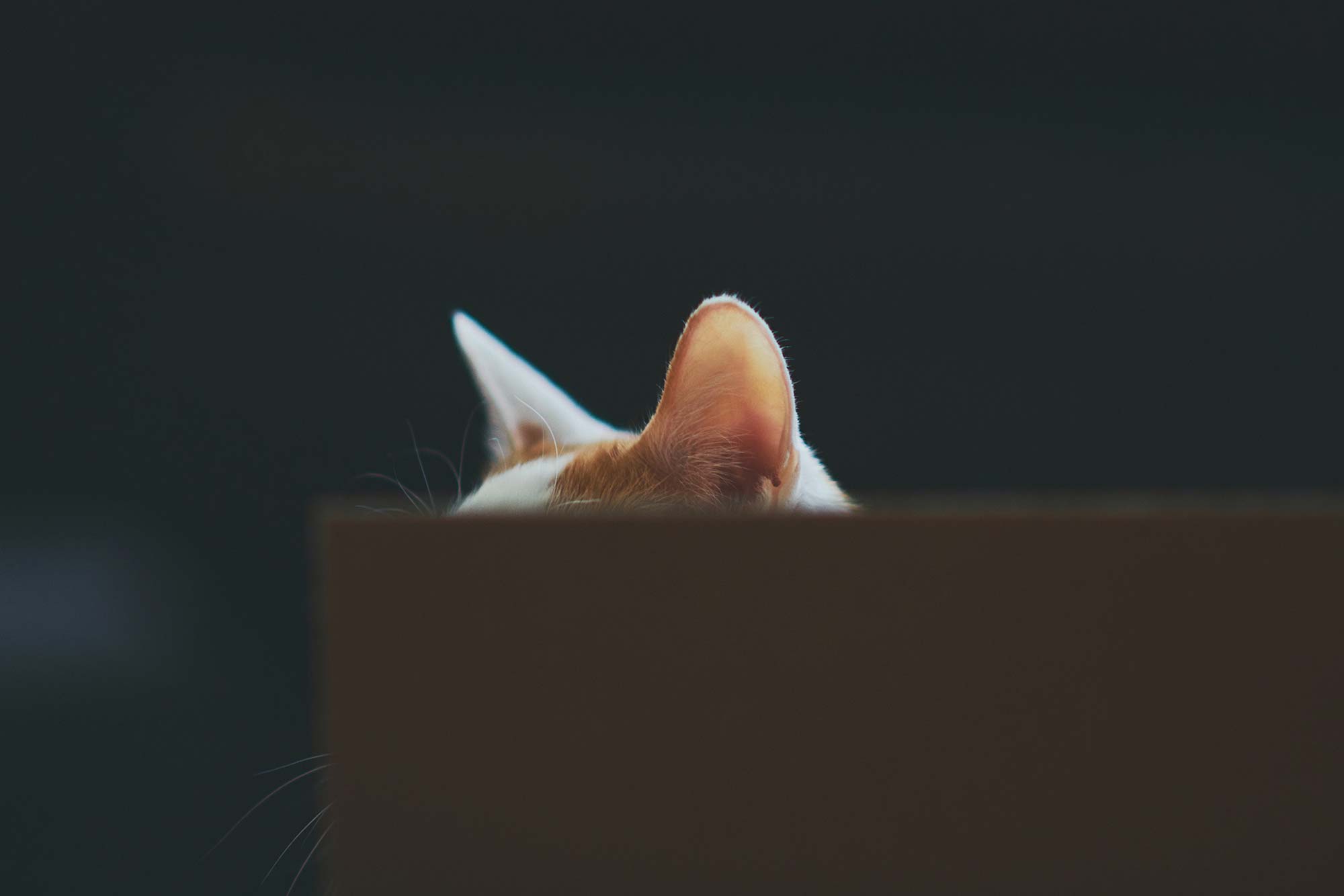 Cat Behavior Decoded: What Your Kitty Wants You to Know