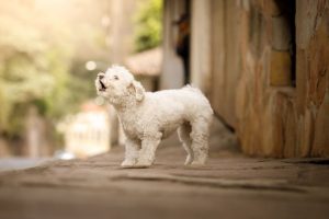Dog Barks Decoded: The Meaning of the Sounds Dogs Make